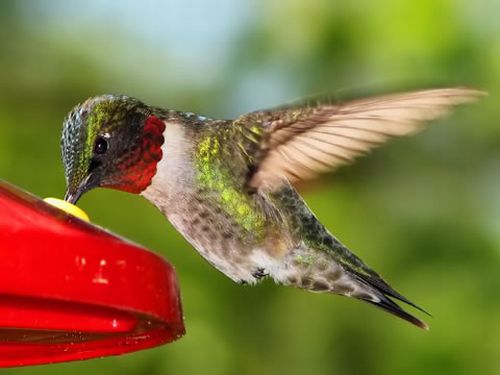 Colibrì Trieste, due mesi di proroga allo sfratto | Ecologiae.com